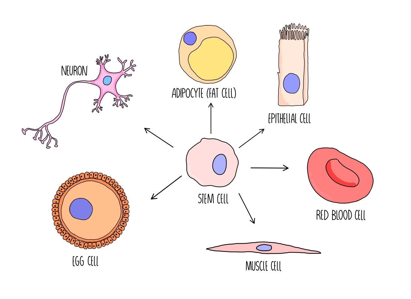 Stem Cells and Anti-Aging: Fact or Fiction?