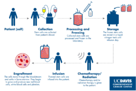 How Long Does it Take to See Results from Stem Cell Treatment? – Beike ...